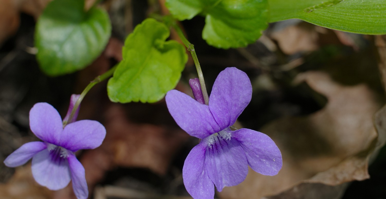 Evinde menekşe çiçeği olan hemen denesin! Menekşeleri coşturuyor, her ...